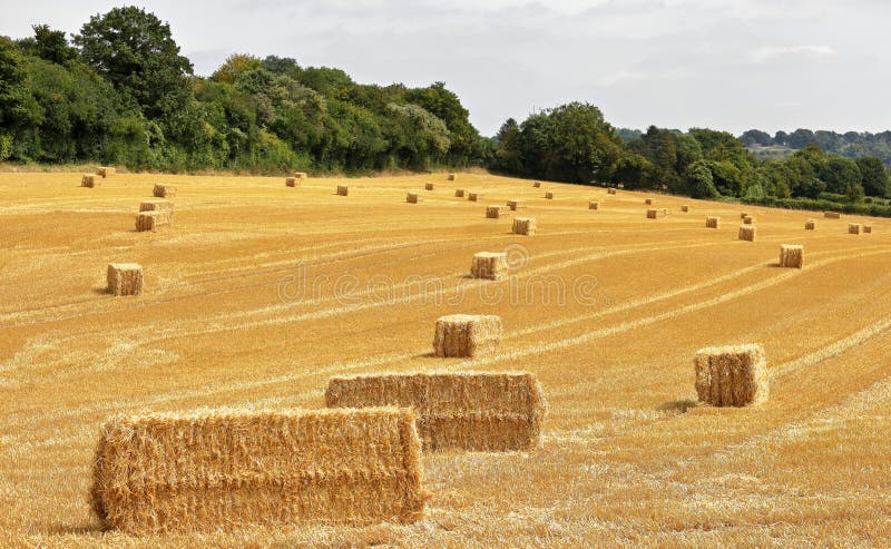 Ballen Heu in Einer Englischen Landschaft Stockfoto - Bild von ...