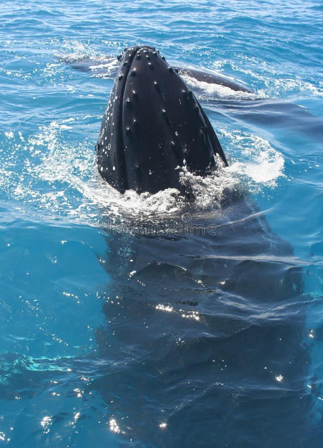 Cola de la ballena foto de archivo. Imagen de protegido - 28243592