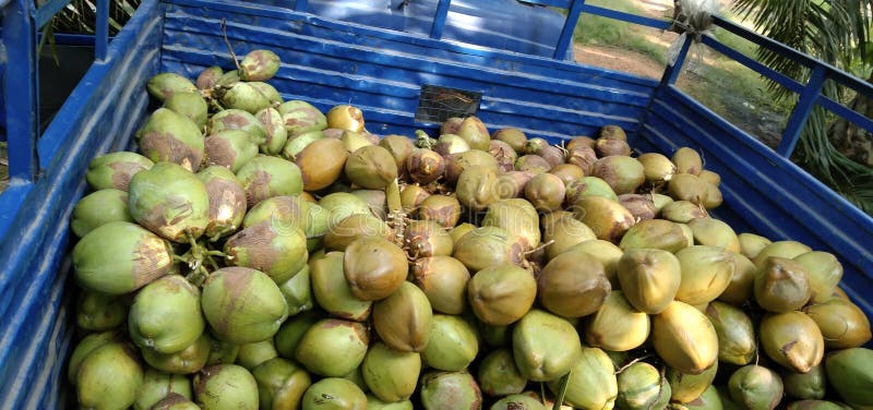 Ballena Azul De Coco Mata Samar Foto de archivo - Imagen de matanza ...