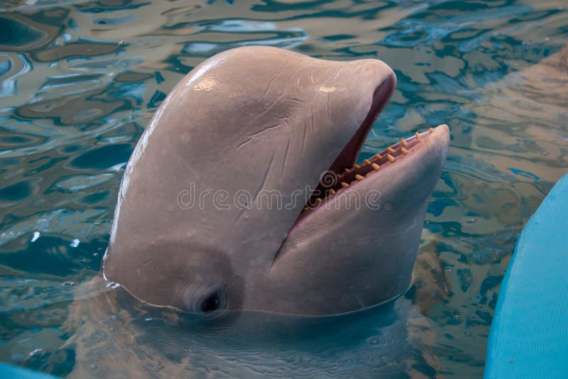 Ballena blanca imagen de archivo. Imagen de primer, belugas - 23826229