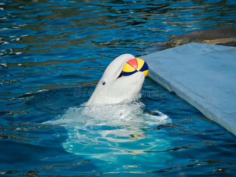 Ballena blanca foto de archivo. Imagen de cubo, ballena - 6564722