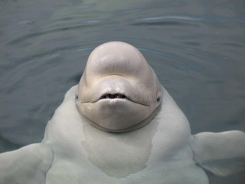 Ballena blanca foto de archivo. Imagen de ballena, burbuja - 137312232