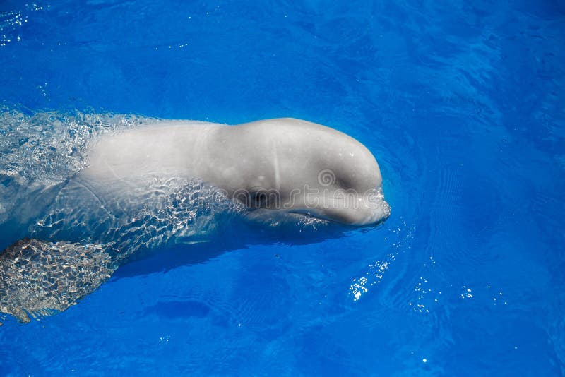 Ballena Blanca Que Juega A Baloncesto Foto de archivo - Imagen de ...