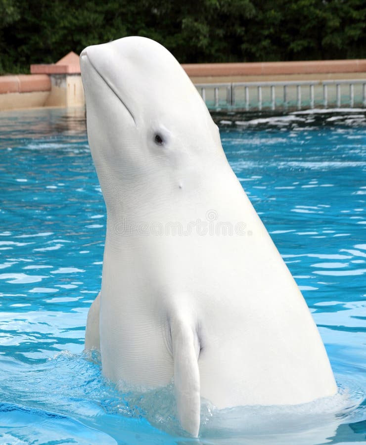 Ballena Blanca De La Beluga Foto de archivo - Imagen de adorable, fauna ...