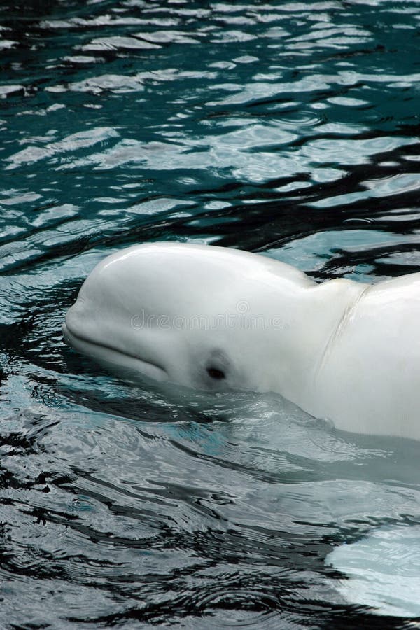 Ballena De La Beluga Del Bebé Imagen de archivo - Imagen de becerro ...