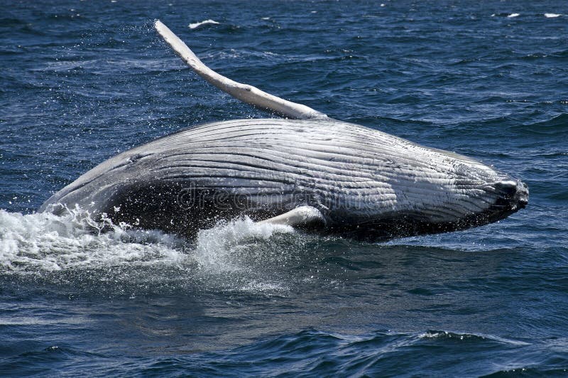 Ballena Bebé Con Ojos Visibles Foto de archivo - Imagen de vértebra ...