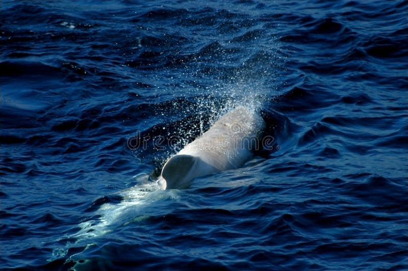 La Ballena Blanca Nada En La Piscina Foto de archivo - Imagen de animal ...