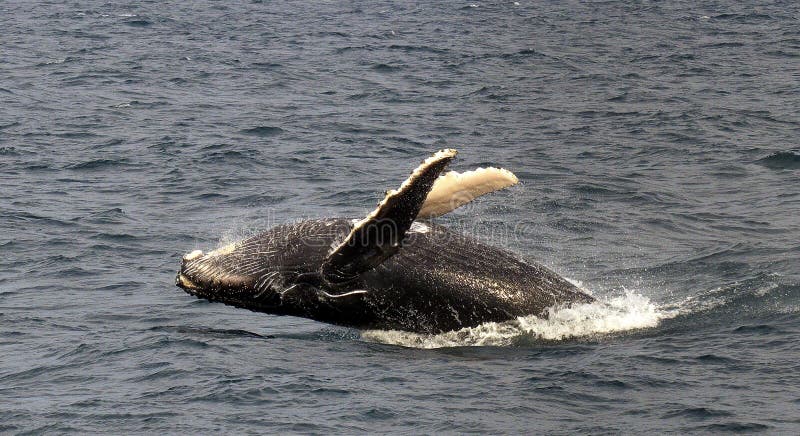 Ballena jorobada negra foto de archivo. Imagen de coastline - 115917030