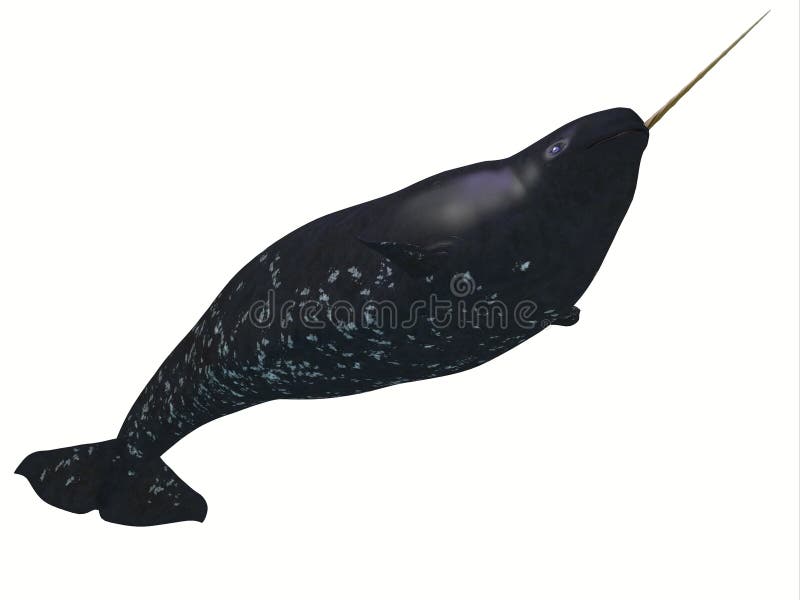 Ballena Masculina Juvenil Del Narval Stock de ilustración - Ilustración ...