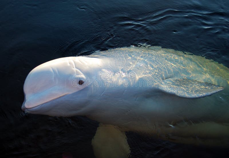 Ballena polar blanca imagen de archivo. Imagen de polar - 8871723