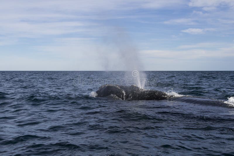 Ballena Que Muestra La Cabeza Foto de archivo - Imagen de potencia ...