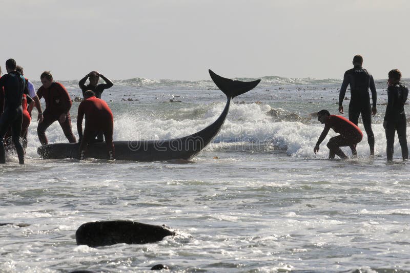 Ballena varada Kommetjie foto de archivo editorial. Imagen de ...