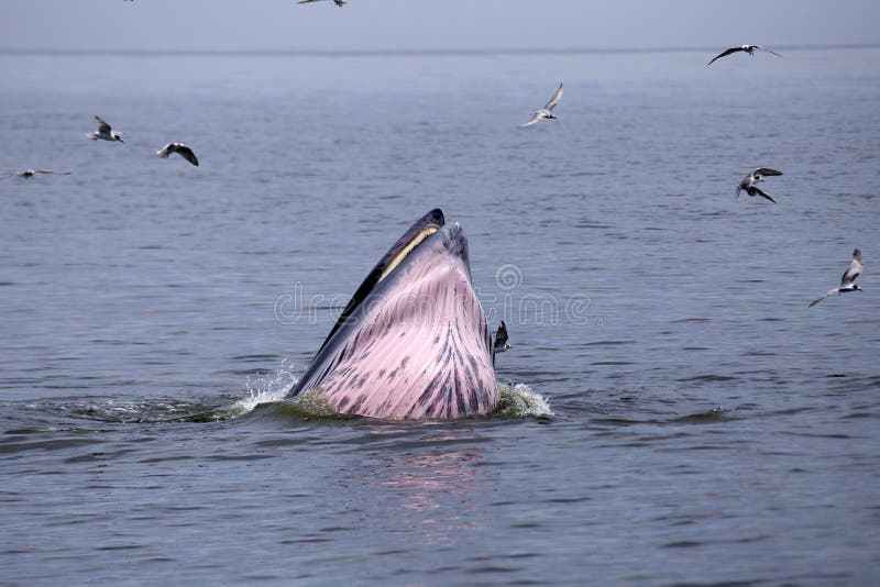 Ballenas Que Comen Pescados De La Anchoa Foto de archivo - Imagen de ...