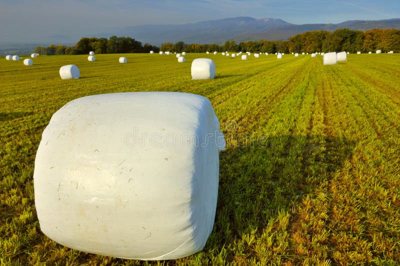 Balles d'ensilage photo stock. Image du produit, switzerland - 5029534