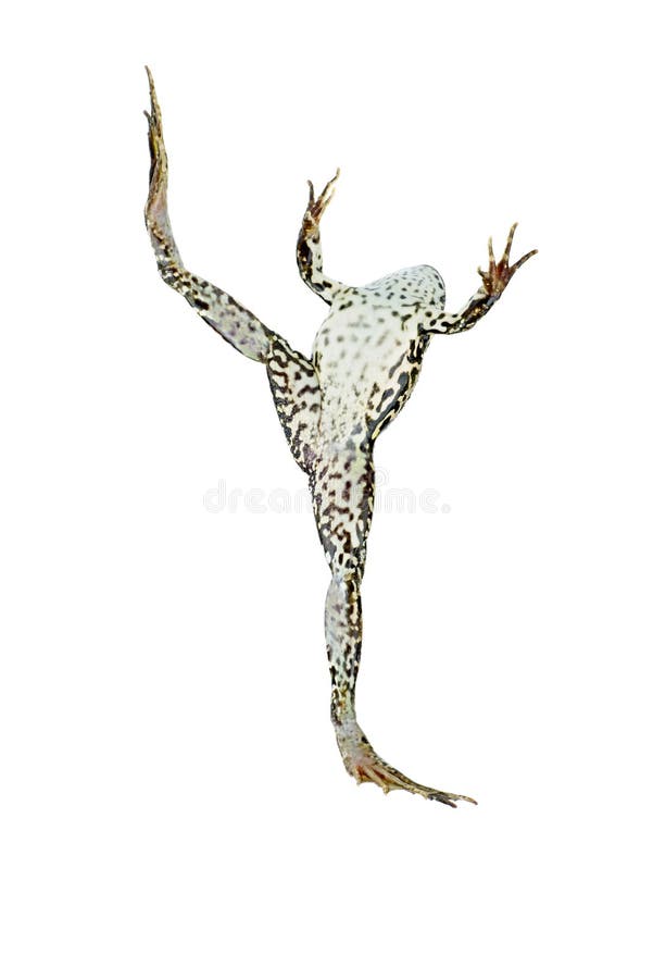Ballet-dancing Frog. White Background Stock Photo - Image of animal ...