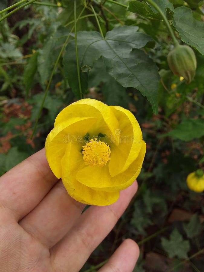 The ballet flower stock photo. Image of figure, nice - 12697436