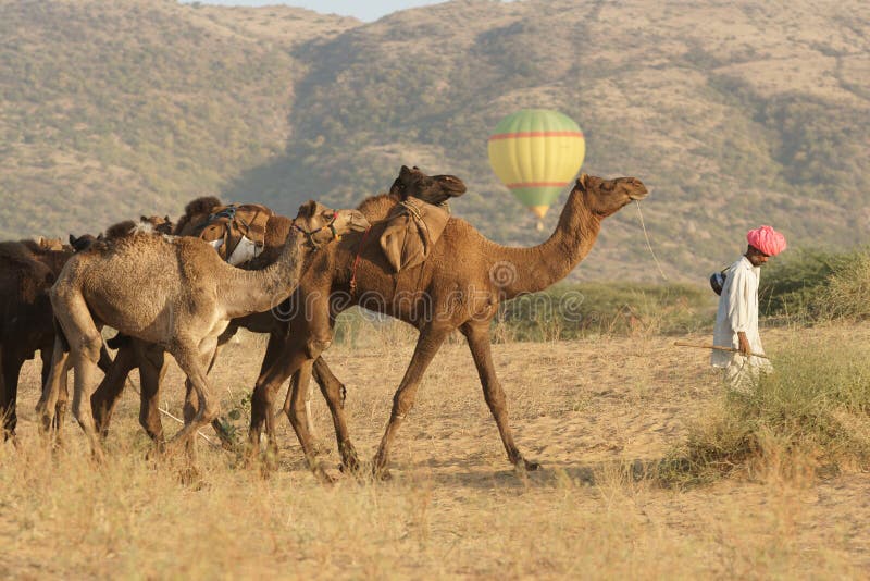 Balloon at the Pushkar Camel Fair Stock Image - Image of domsticated ...