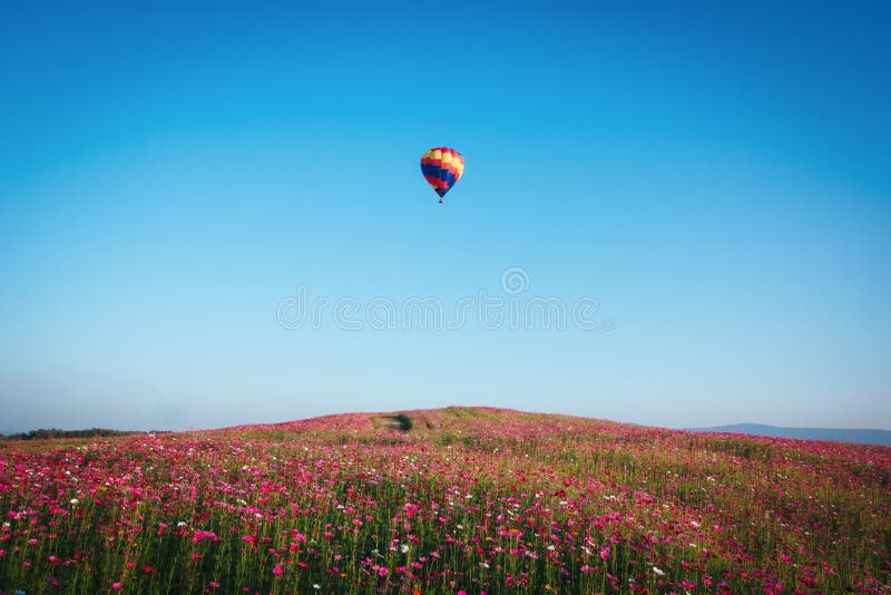 Balloon above flower field stock image. Image of baloon - 76851201