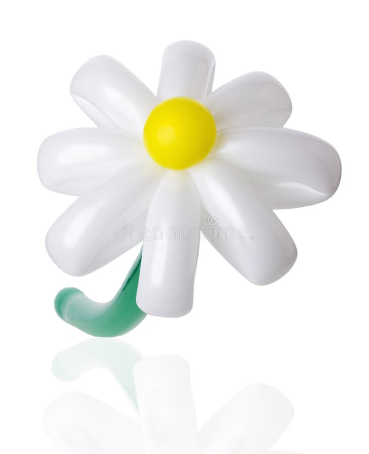 Balloon Daisy on the White Background Stock Photo - Image of flowers ...