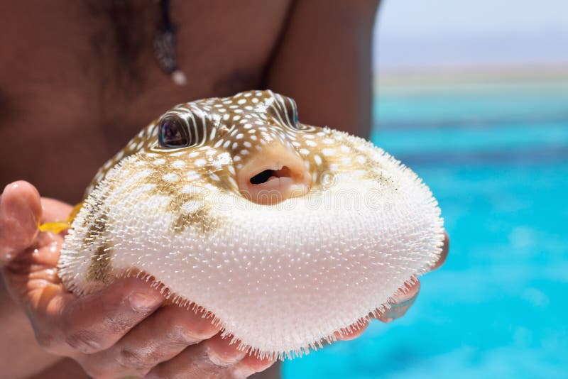 Balloon fish stock photo. Image of diodonliturosus, spotted - 25048160