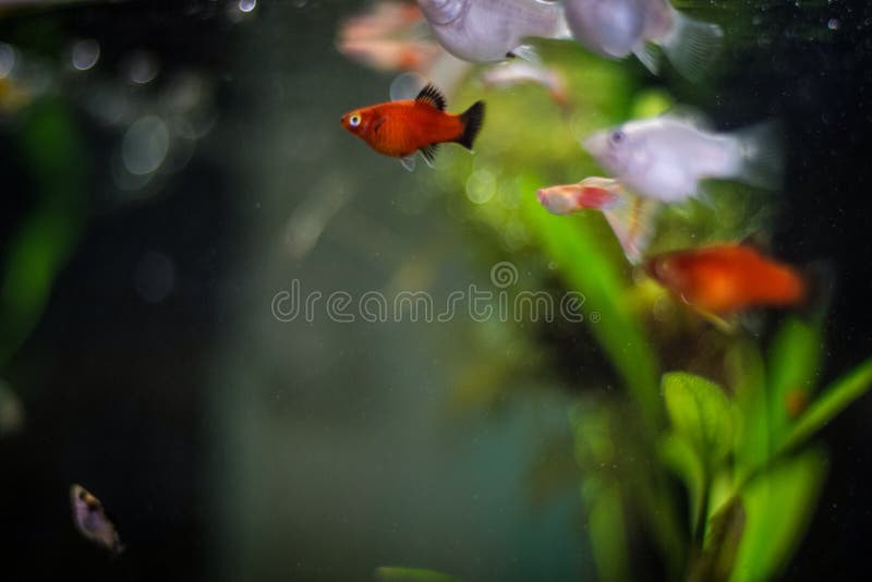 Balloon fish stock photo. Image of water, fish, nature - 43480214