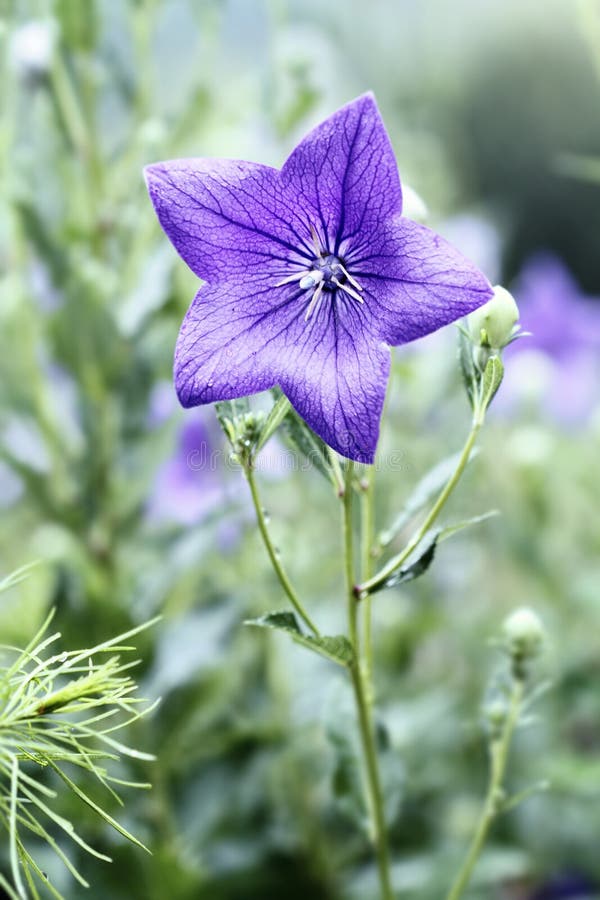 Balloon Flower stock photo. Image of garden, balloon - 33212662