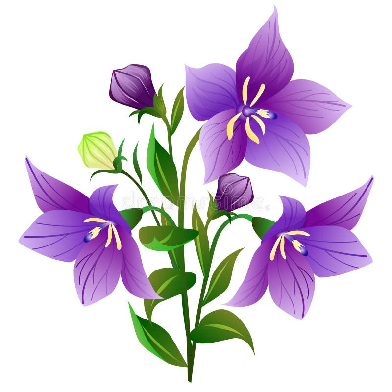 Balloon flower platycodon stock vector. Illustration of chinese - 295693925