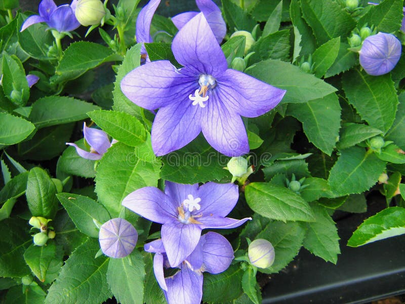 Balloon Flower Platycodon Grandiflorus Stock Photo - Image of nature ...