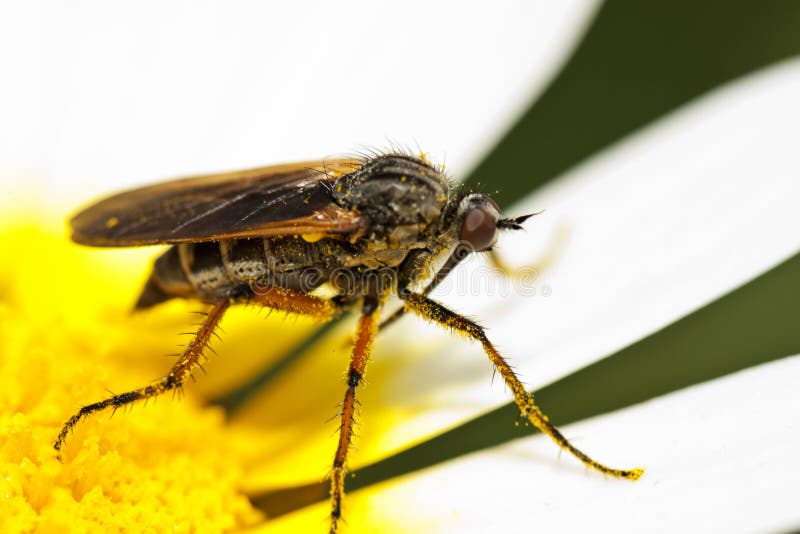 Balloon Fly (Empis Tessellata) Stock Image - Image of entomology, close ...