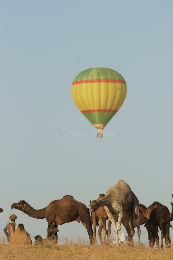 Balloon at the Pushkar Camel Fair Stock Image - Image of domsticated ...