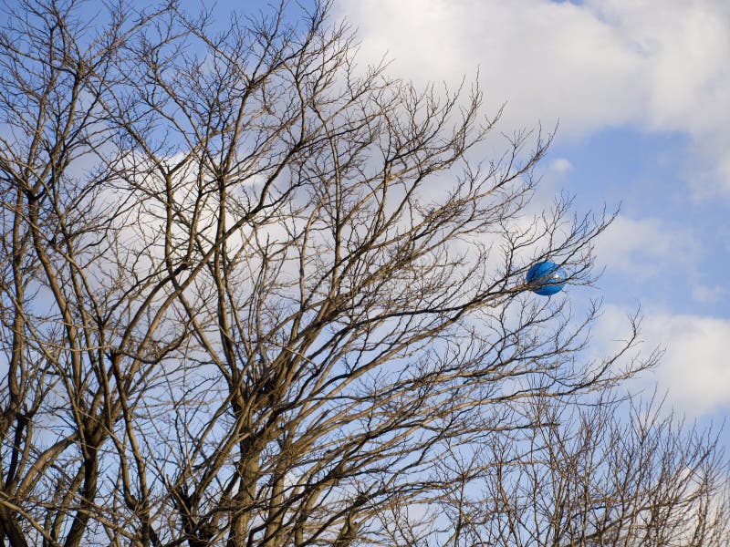 Balloon In A Tree Picture. Image: 6513774