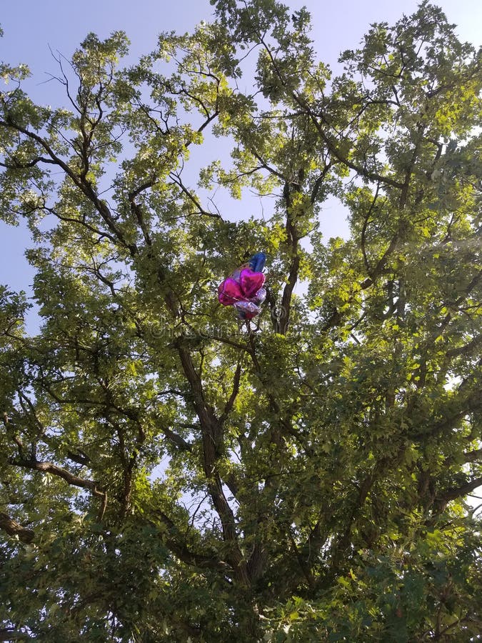 Balloon in the Trees stock photo. Image of deciduous - 174869806