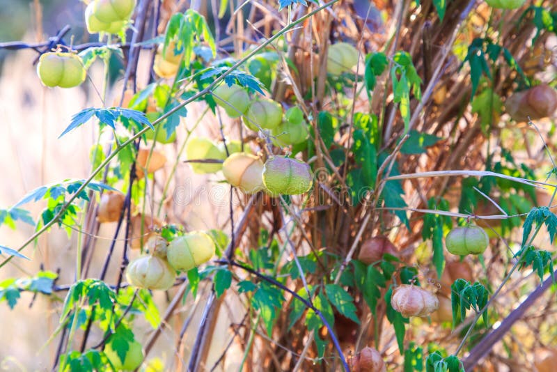 Balloon Vine in the Garden. Stock Photo - Image of natural, colorful ...