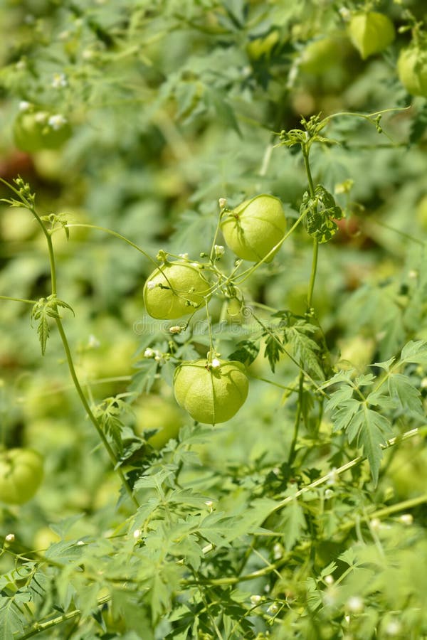 Balloon vine stock image. Image of cherry, plant, cardiospermum - 233613379