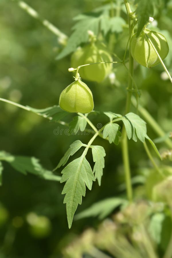 Balloon vine stock photo. Image of nature, heart, summer - 238164358
