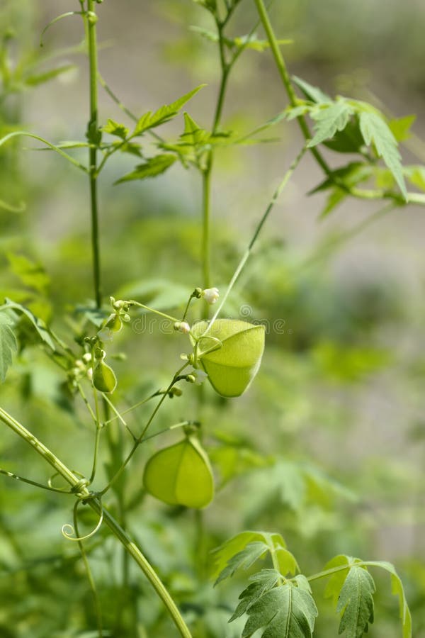Balloon vine stock photo. Image of botany, green, heart - 247101392