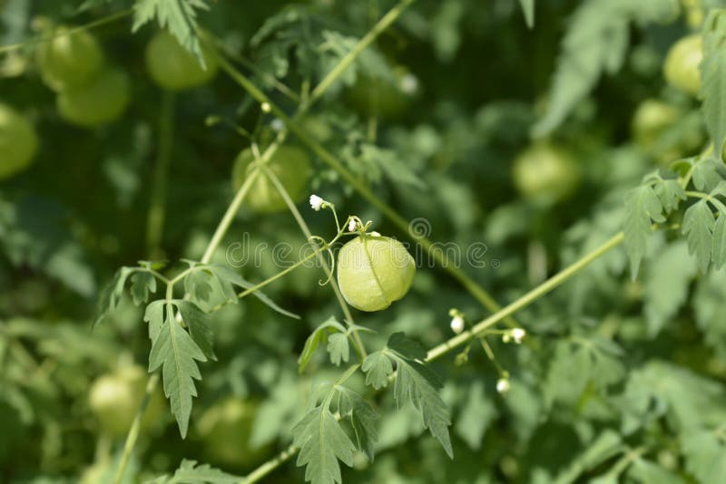 Balloon Vine Plant. Cardiospermum Halicacabum Stock Image - Image of ...