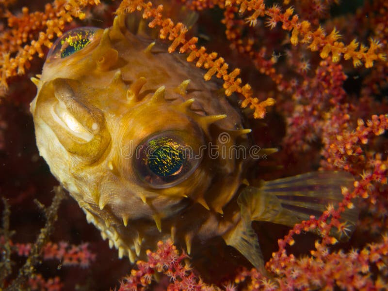 Balloonfish stock image. Image of balloonfish, closeup - 14208277