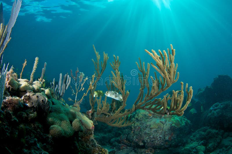 Balloonfish in Sea Rod stock photo. Image of reef, ichthyology - 17632682