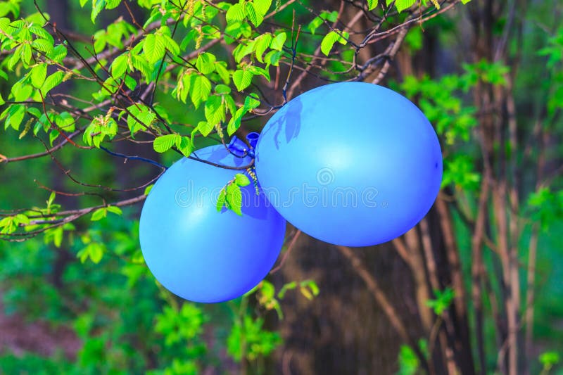 Balloons are Hanging on the Tree Stock Photo - Image of anniversary ...