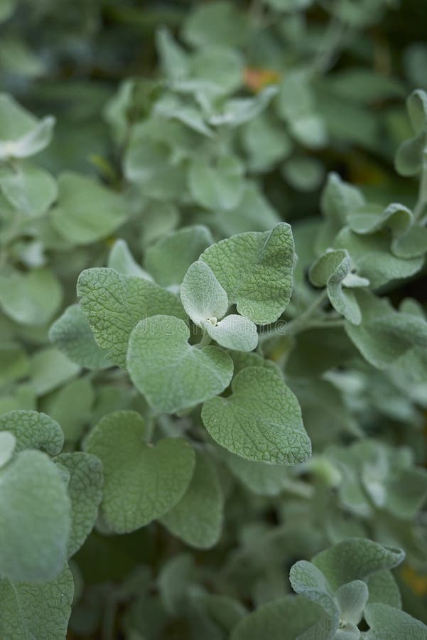 Ballota Pseudodictamnus Plants Stock Photo - Image of pseudodictamnus ...