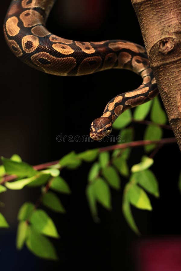 Ballpyhton stock photo. Image of insect, crawling, serpent - 266537954