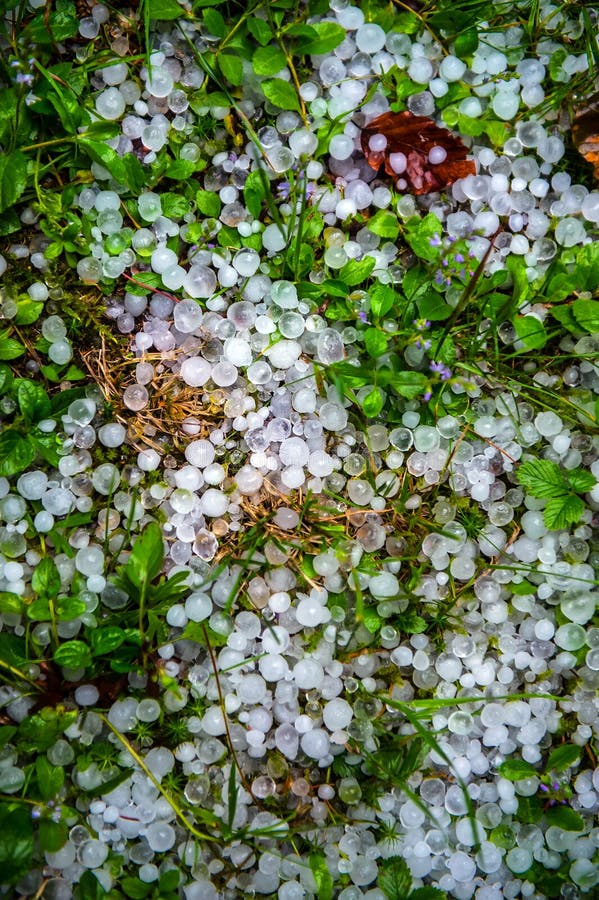 Balls of hail stock image. Image of flora, hail, balls - 49758899
