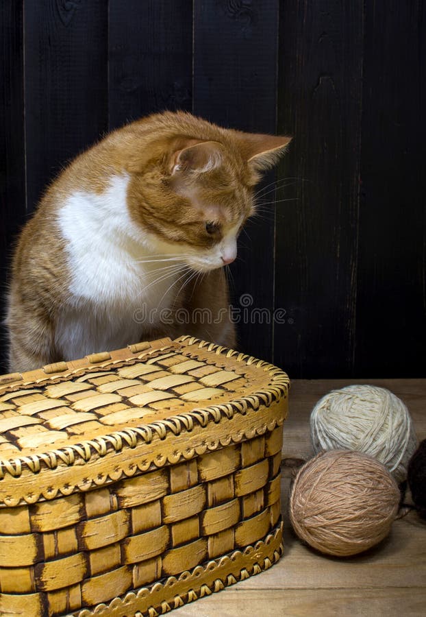 Balls of Wool Thread and Cat Stock Image - Image of group, indoors ...