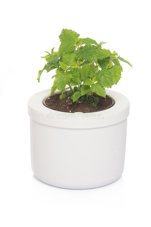 Balm inside a pot stock photo. Image of detail, natural - 111892622