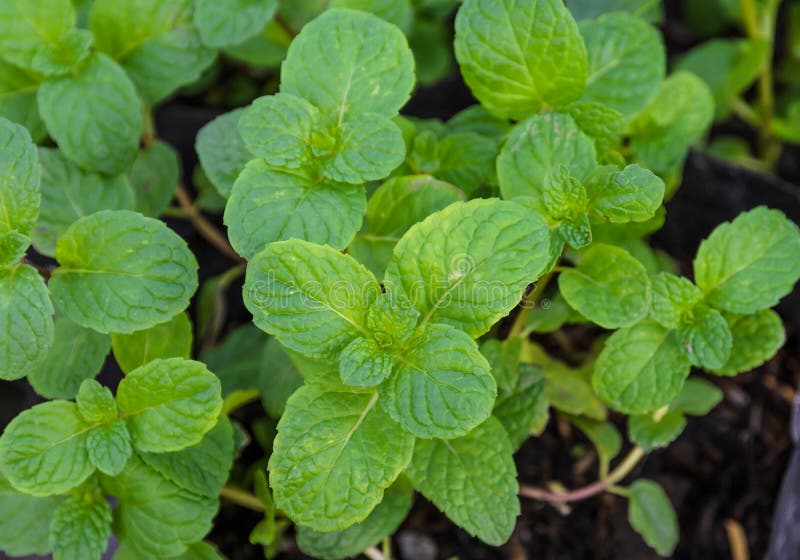 Balm mint plant stock image. Image of fresh, lemon, green - 40610559