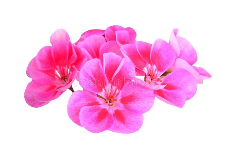 Balmy Geranium flower stock photo. Image of cultivation - 215140440