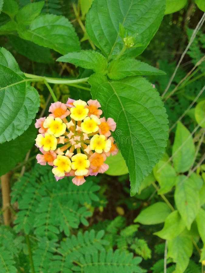 Baloliya Flowers in Forest All in the Morning Stock Photo - Image of ...