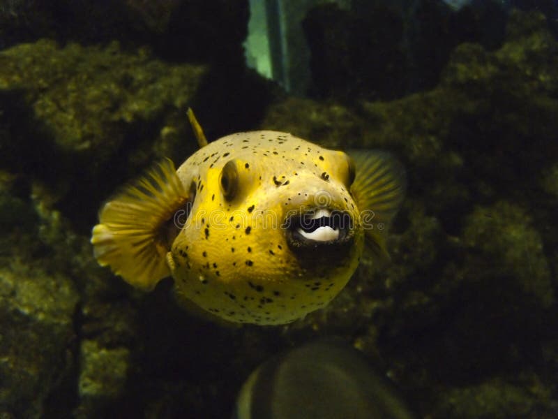 Baloon Fish stock photo. Image of sphenops, dark, fish - 14095848