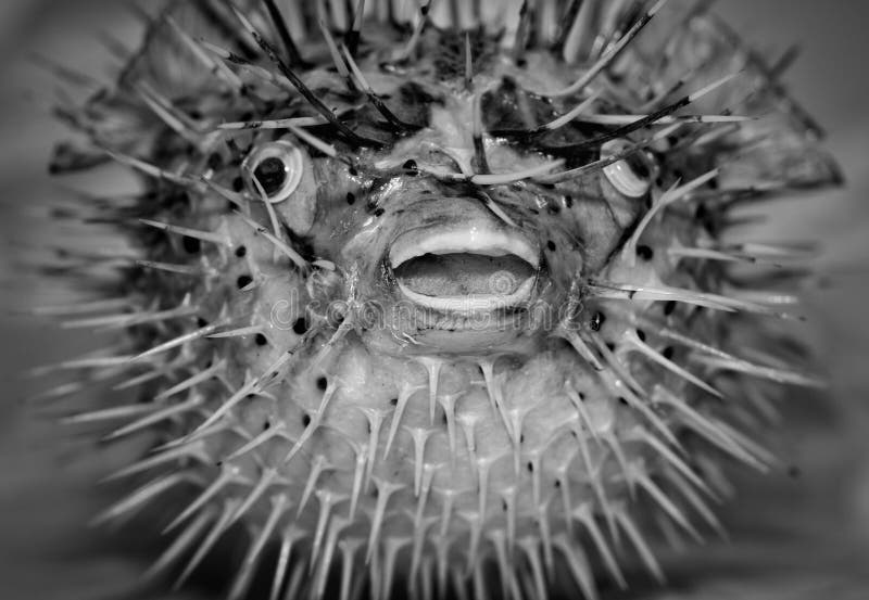 Baloon fish closeup stock photo. Image of baloon, black - 230393752